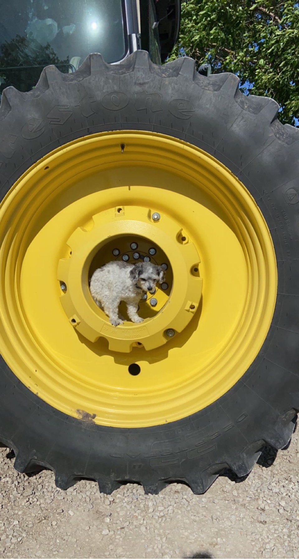 John Deere Dog Days - Green Magazine